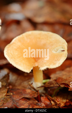 Clitocybe flaccida - Tawny funnel cap also known as Lepista inversa ...