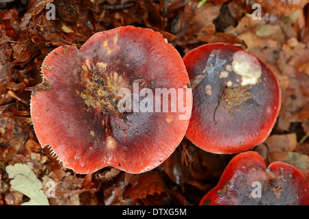 Purple Brittlegill - Russula atropurpurea or Blackish-purple Russula ...