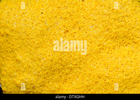 Sulphur Slime Fungus Stock Photo - Alamy