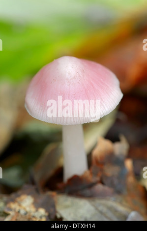 Lilac Bonnet (Mycena pura), North Rhine-Westphalia, Germany Stock Photo ...