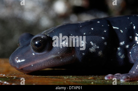 Southern Appalachian Salamander Smokey Mountains Tennessee Stock Photo ...