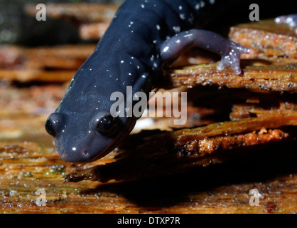 Southern Appalachian Salamander Smokey Mountains Tennessee Stock Photo ...