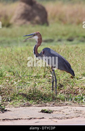 Goliath Heron, Ardea goliath, large heron standing in shallow water ...