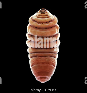 Bot Fly Larva Stock Photo - Alamy