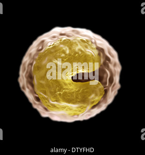 Monocyte . White blood cells with transparency membrane and kidney ...