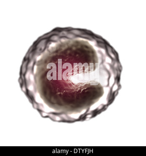 Monocyte . White blood cells with transparency membrane and kidney ...