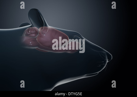 Rat Brain Anatomy Stock Photo - Alamy