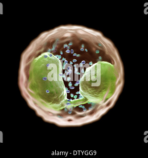 Eosinophil . White blood cells with transparency membrane and ...