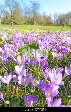 Crocus at Roundhay Park, Leeds Stock Photo - Alamy