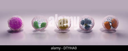 Basophil . White blood cells with transparency membrane and ...