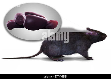 Rat Brain Anatomy Stock Photo - Alamy