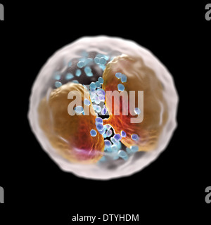 Basophil . White blood cells with transparency membrane and ...