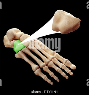 Cuboid bone of the foot, illustration Stock Photo - Alamy