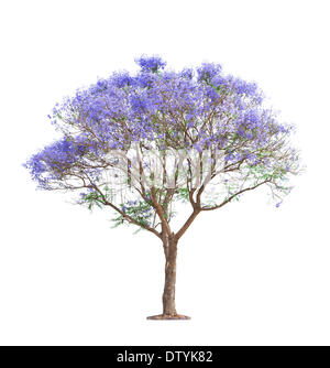 beautiful blooming Jacaranda tree isolated on white background Stock ...