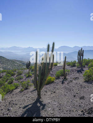 Copao Cactus (Eulychnia acida Phil.), Las Chinchillas National Reserve ...