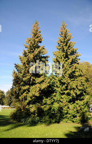 Northern White Cedars, Thuja occidentalis, along Sand Point Marsh Trail ...