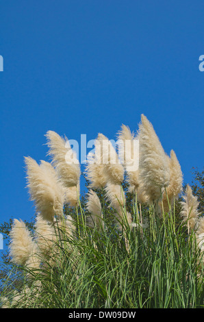 Giant Chinese Silver Grass (Miscanthus floridulus), Japanese Silver ...