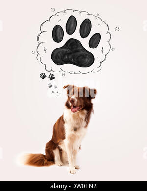 Cute border collie with paw above her head Stock Photo - Alamy