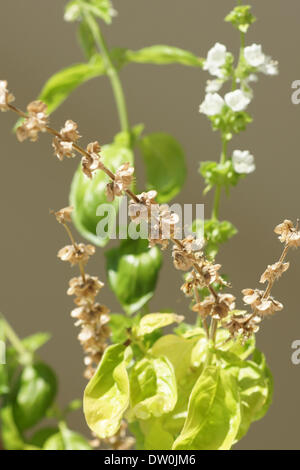 Ocimum basilicum, Basil, Basilikum, seed, close up, seed size 2 mm ...