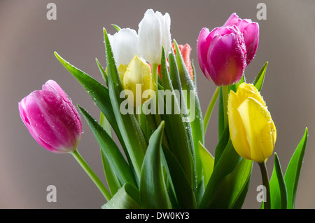 Fresh tulips in bright colours Stock Photo - Alamy