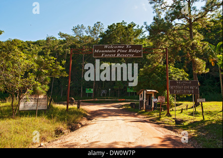 Mountain Pine Ridge Forest Reserve in Belize Stock Photo - Alamy