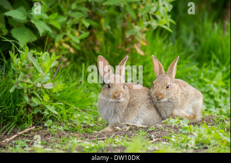 Pair of Rabbits sat together Stock Photo - Alamy