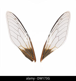 A pair of cicada insect wings Stock Photo - Alamy