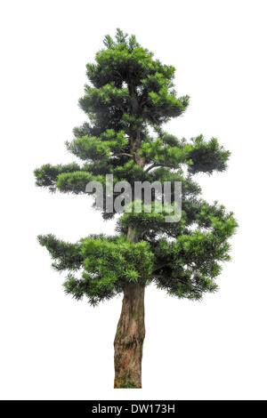 Podocarpus nagi Podocarpus nagi Stock Photo - Alamy