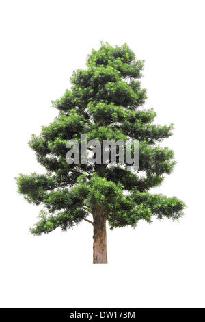 Podocarpus nagi Podocarpus nagi Stock Photo - Alamy