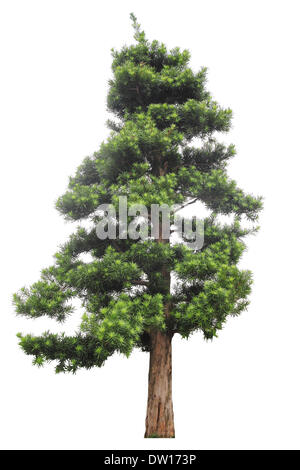 Podocarpus nagi Podocarpus nagi Stock Photo - Alamy