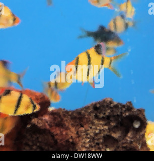 Tiger fish in the aquarium Stock Photo - Alamy