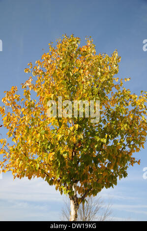 Chinese red birch Stock Photo - Alamy