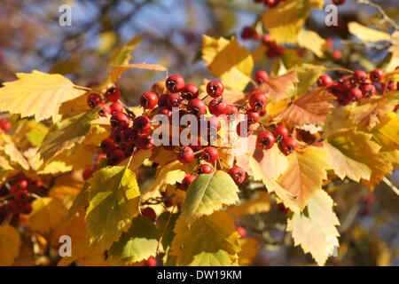 Scarlet Hawthorn Crataegus pedicellata Scharlachroter Weissdorn Stock ...