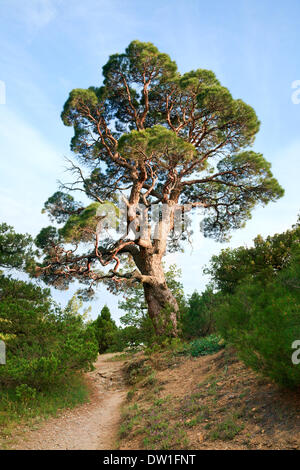 big juniper tree on sky background ("Novyj Svit" reserve, Crimea ...