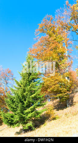 Colorful autumn trees on a mountainside, Killington, Vermont, USA Stock ...