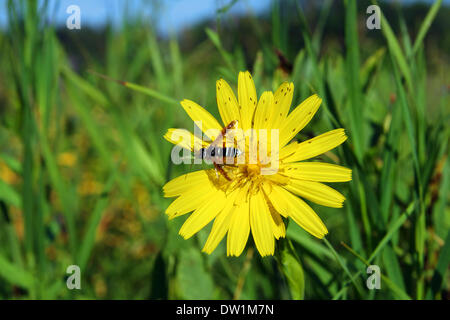 Close up of bee on yellow flower Stock Photo - Alamy