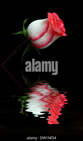 rose flower with reflection on dark surface still life Stock Photo - Alamy