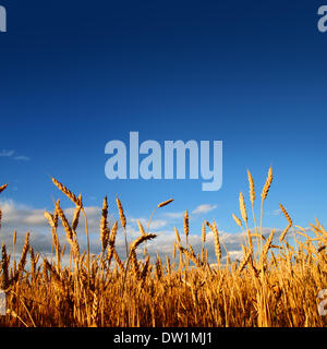 wheat stems in yellow wheat field in sunshine with no other background ...