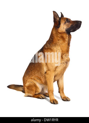 German shepard dog portrait on white background Stock Photo - Alamy