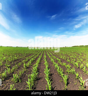 corn field on a bright day in autumn, Russia Stock Photo - Alamy