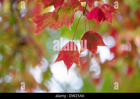 Acer buergerianum (Trident maple), branch tip with three lobed and toothed green leaves and ...