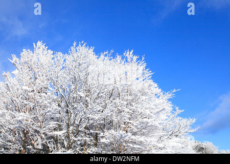 Snow at Izu Peninsula, Shizuoka Prefecture Stock Photo - Alamy