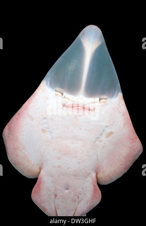 Common guitarfish (Rhinobatos rhinobatos) is a cartilaginous fish ...