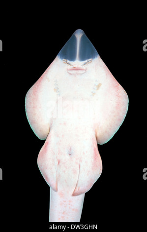 Common guitarfish (Rhinobatos rhinobatos) nidht diving, Red sea, Egypt ...