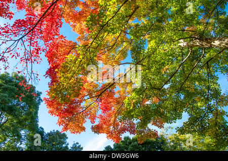Acer buergerianum (Trident maple), branch tip with three lobed and toothed green leaves and ...