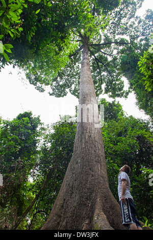 Giant trees in Borneo Rainforest Malaysia Stock Photo - Alamy