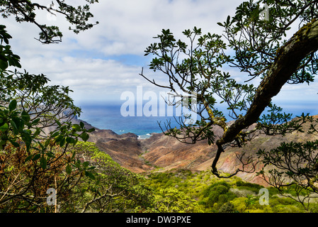 Endemic Gumwood trees and Sandy Bay on the island of St Helena in the ...