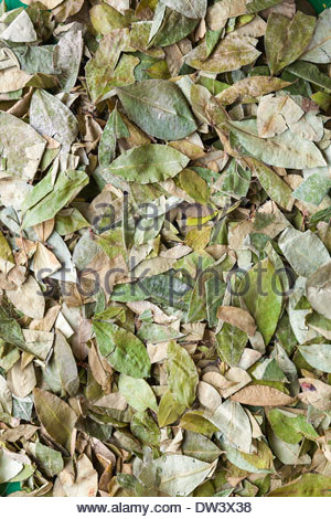 Coca, erythroxylum coca, Leaves for Cocaine production, Peru Stock ...
