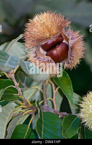 An American Chestnut tree (Castanea dentata) on the Blue Ridge Parkway ...