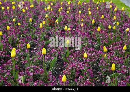 Spring flowers in Timaru Botanic Gardens, Timaru, South Canterbury ...